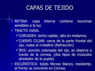 [CapíTulo 10] VisióN El Ojo | PPT