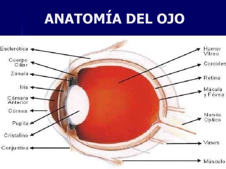 Partes Del Ojo