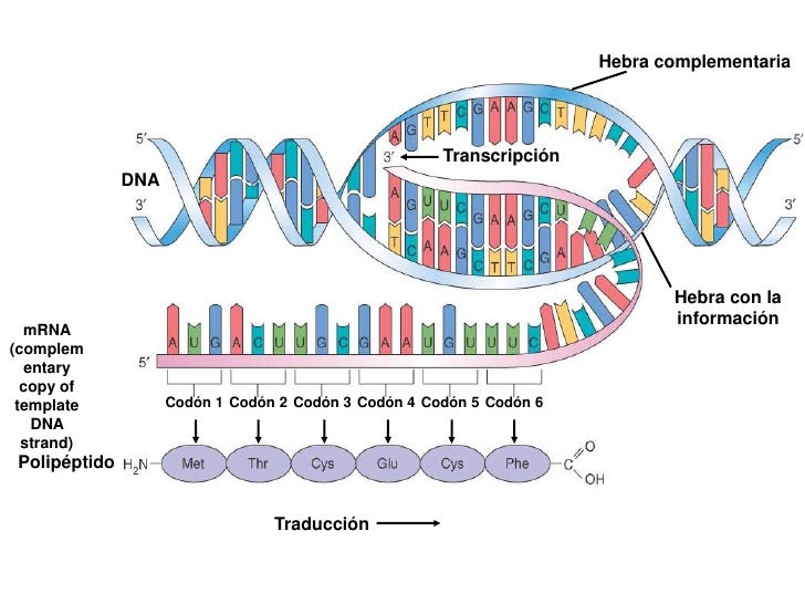 El ADN de las proteínas