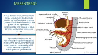 CAPÍTULO 15 SISTEMA DIGESTIVO EMBRIOLOGIA | PPTX