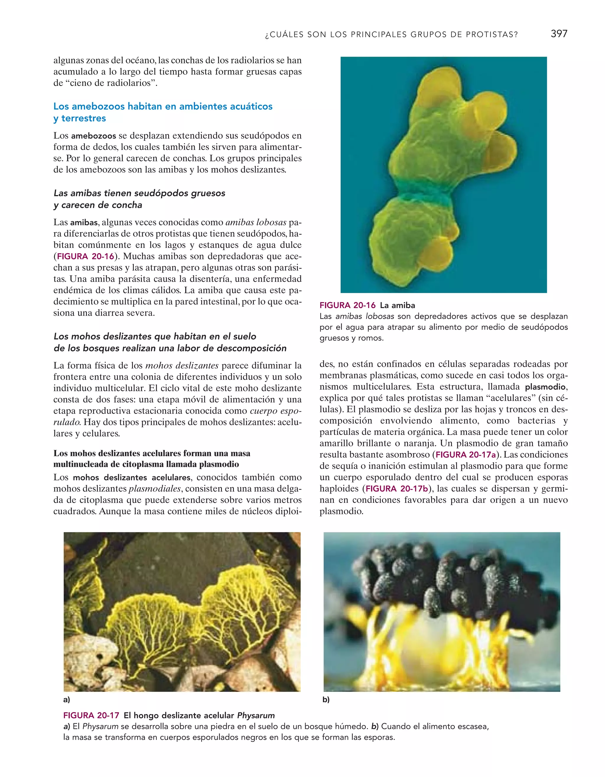 Capítulo 20 la diversidad de los protistas | PDF