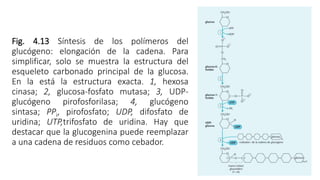 Capítulo 4. metabolismo de los hidratos de carbono | PPTX