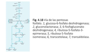Capítulo 4. metabolismo de los hidratos de carbono | PPTX