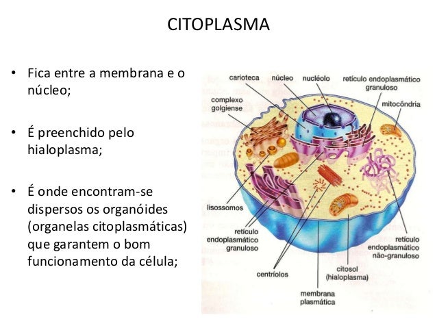 Capítulo 6 citoplasma e organelas citoplasmáticas