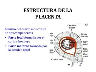 DEL TERCER MES AL NACIMIENTO: EL FETO Y LA PLACENTA | PPTX