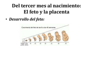 DEL TERCER MES AL NACIMIENTO: EL FETO Y LA PLACENTA | PPTX