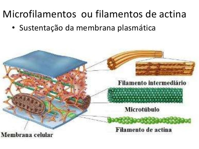 Capítulo 9 ornanelas citoplasma