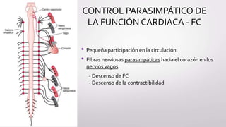 Capítulo 18: Control nervioso de circulación y presión arterial | PPTX