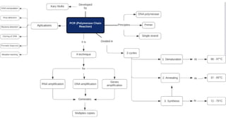 MAPA MENTAL PCR | PPT