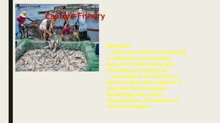 capture_fishery_manipol.pptx