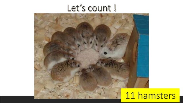 Capture Mark Release Recapture Technique.pptx | Pets