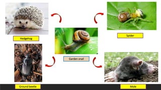 Capture Mark Release Recapture Technique.pptx