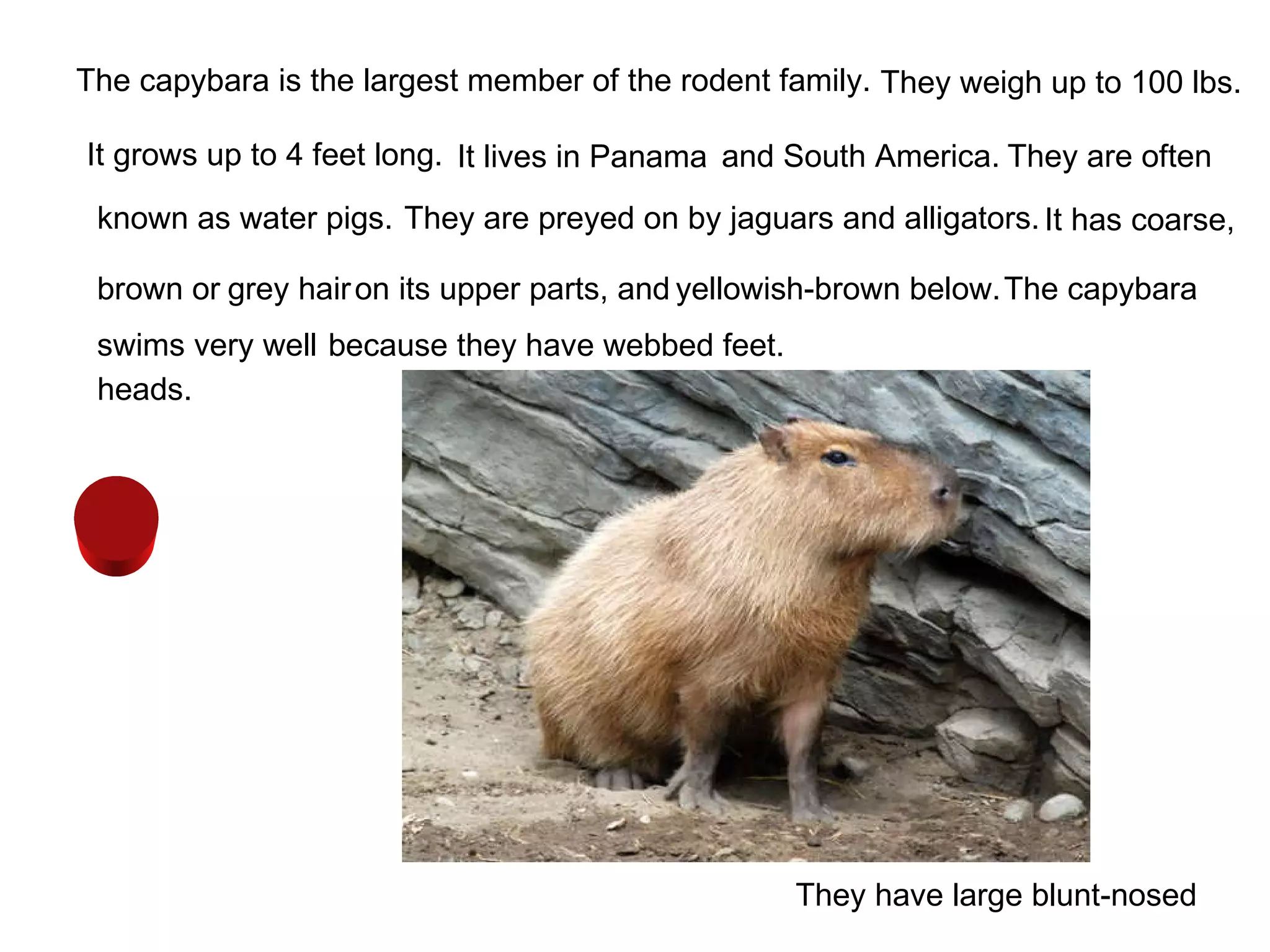 Capybara | PPT
