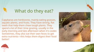 Capybara-Omer Shahzad 7-N.pptxama in the | PPT