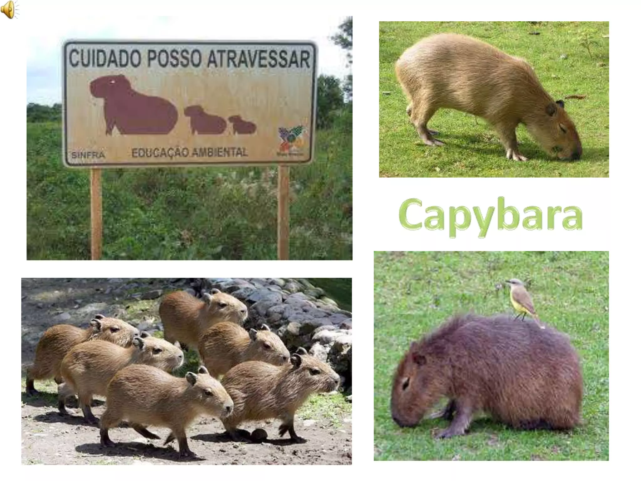 Capybara[1] | PPTX