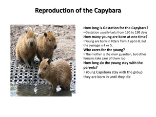 Capybara[1] | PPTX