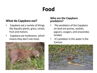 Capybara[1] | PPTX
