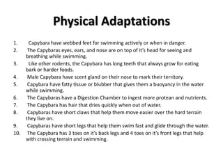 Capybara[1] | PPTX