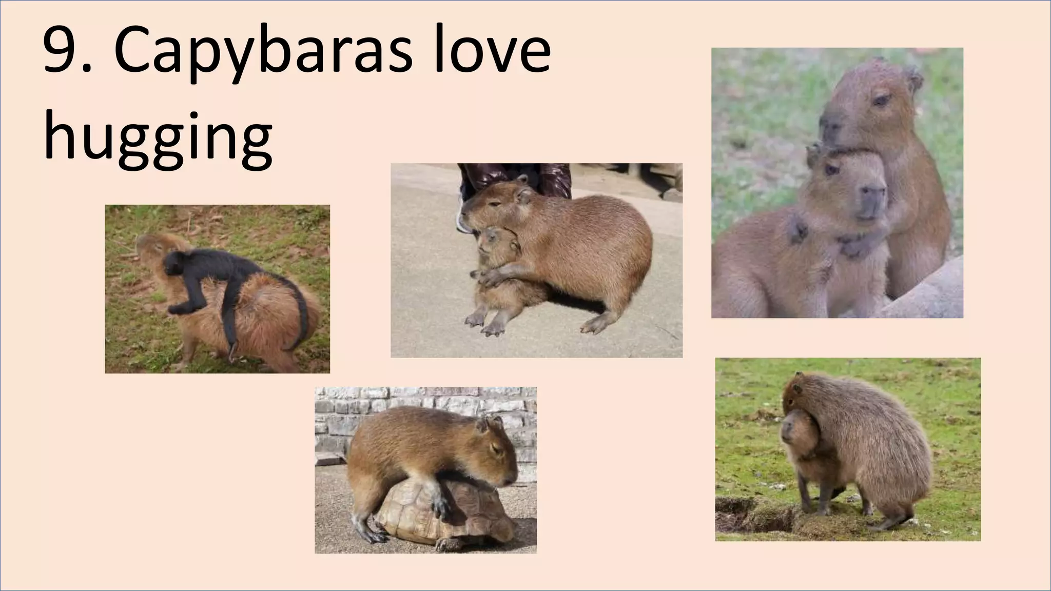 capybaraswag.pptx