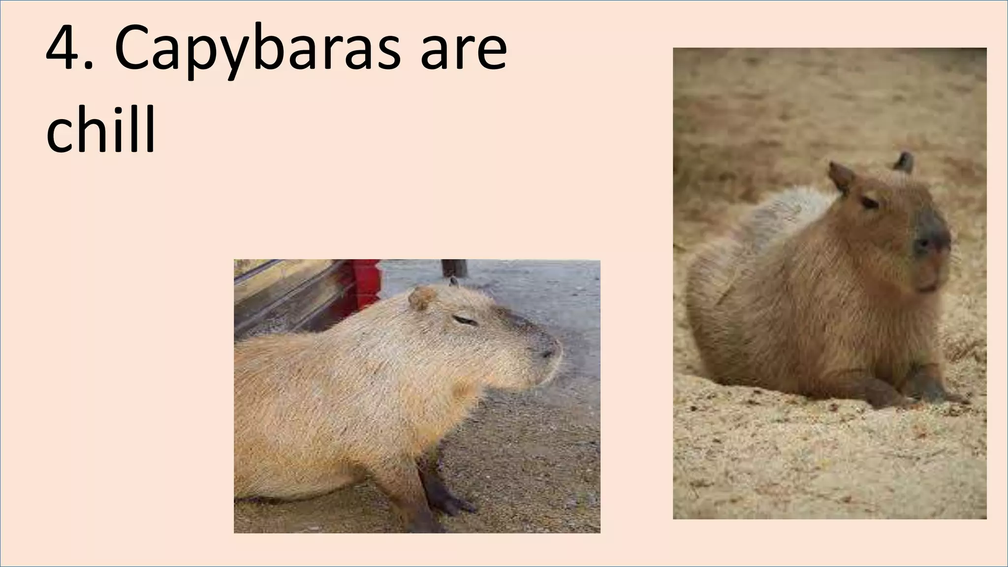 capybaraswag.pptx