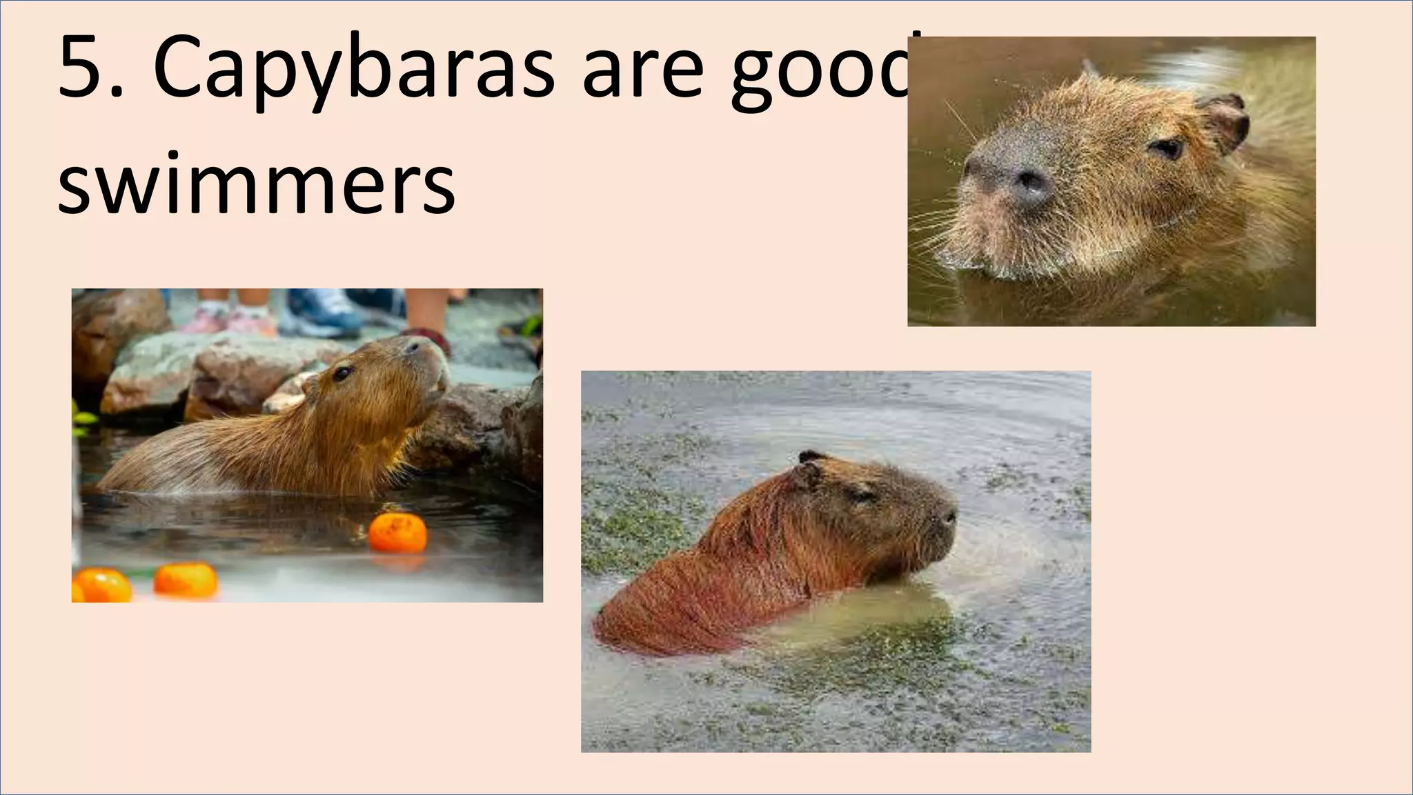 capybaraswag.pptx