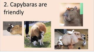 capybaraswag.pptx