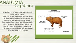 Dieta de un Capibara y un Equidna en captividad.pptx