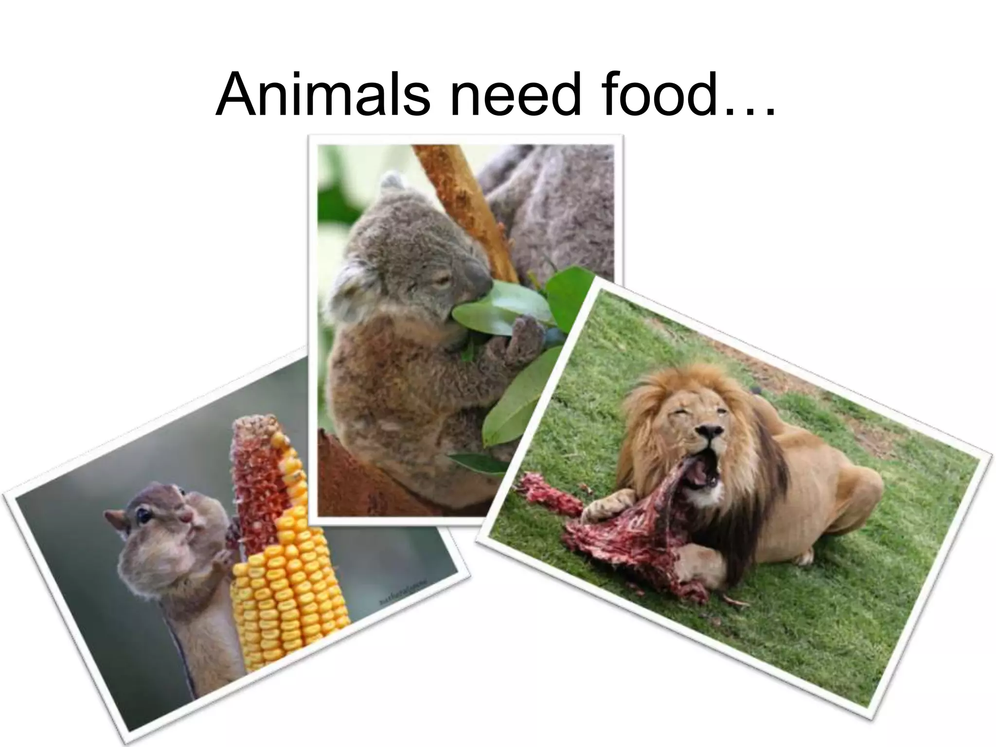 Carnivore and Herbivore | PPTX