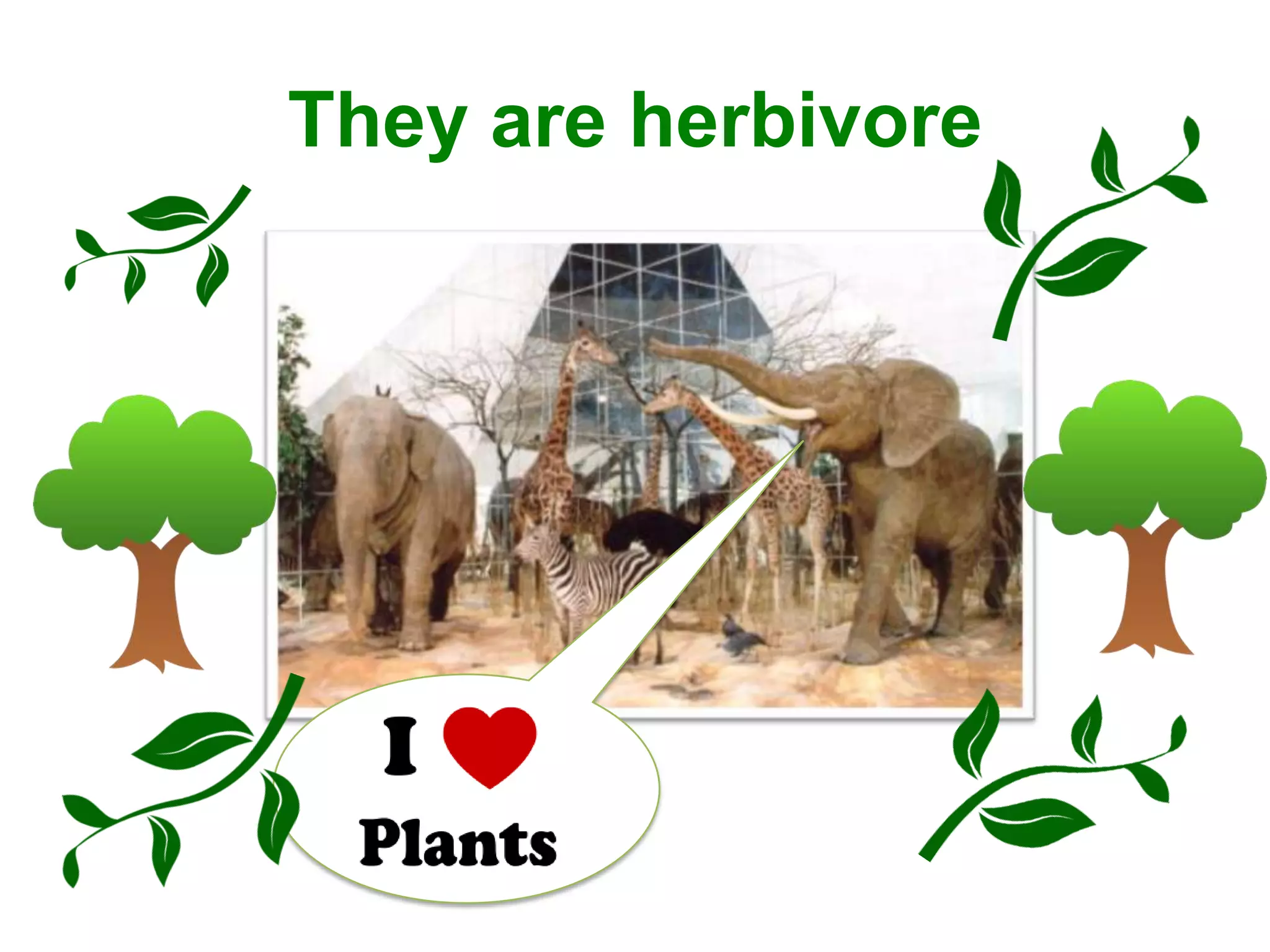 Carnivore and Herbivore | PPTX