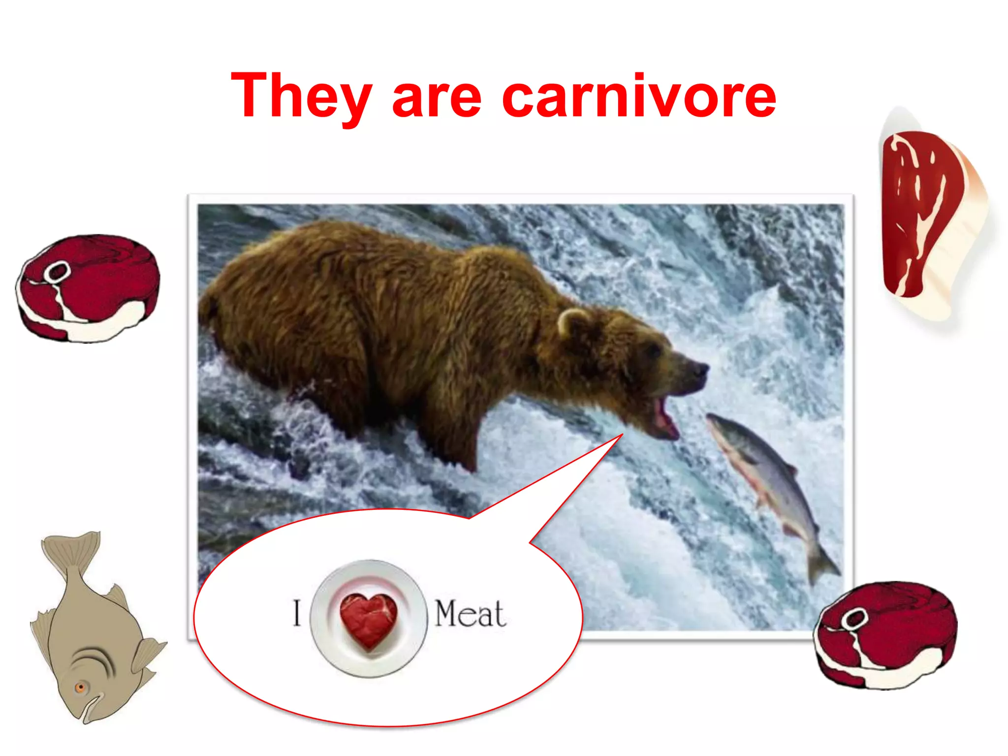 Carnivore and Herbivore | PPTX