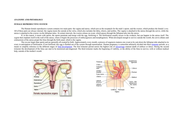 Normal Vaginal Delivery | DOC