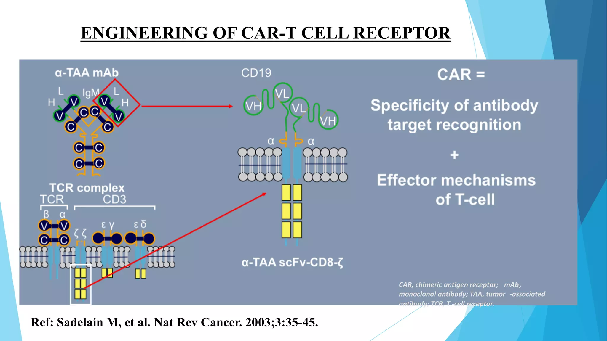 CAR- T Cell | PDF