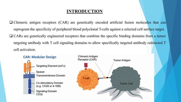 CAR- T Cell | PDF | Cancer | Diseases and Conditions