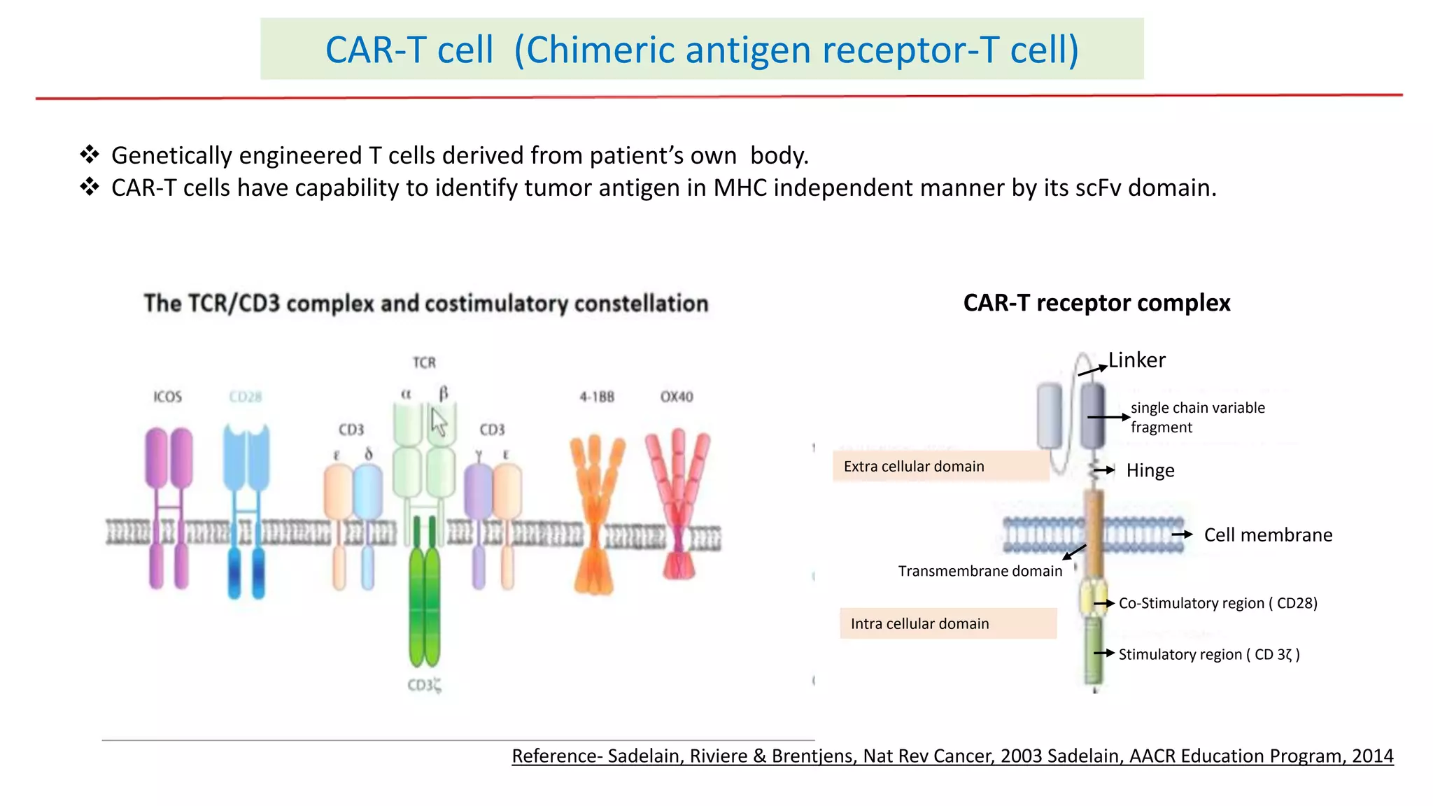 CAR-T cell immunotherapy for solid tumors | PPTX