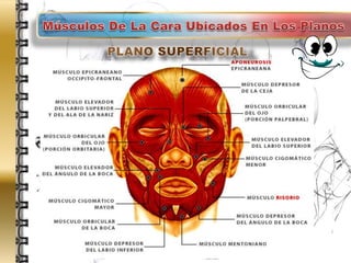 Músculos de la Cara | PPT