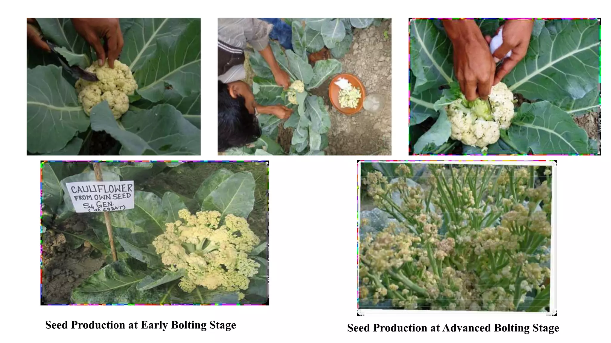 Cauliflower Seed Production Technology | PPTX