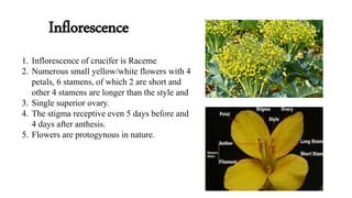 Cauliflower Seed Production Technology | PPTX