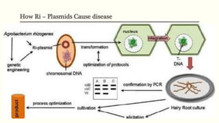 Vectors Used for Gene Cloning in Plants | PPTX