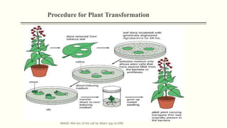 Plant Gene Cloning