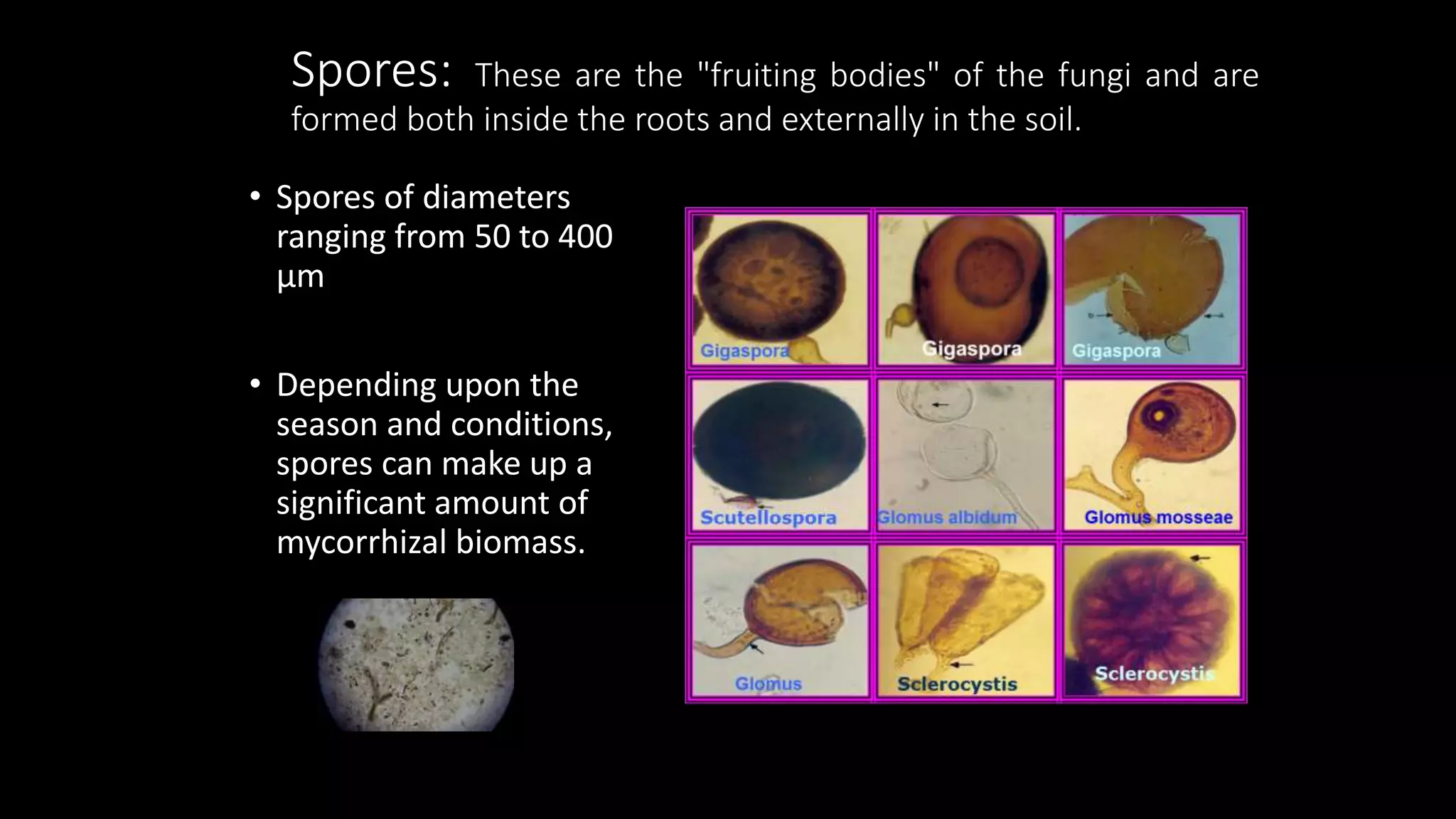 Mass Production of Arbuscular Mycorrhiza Fungi (AM Fungi) | (VAM Fungi ...