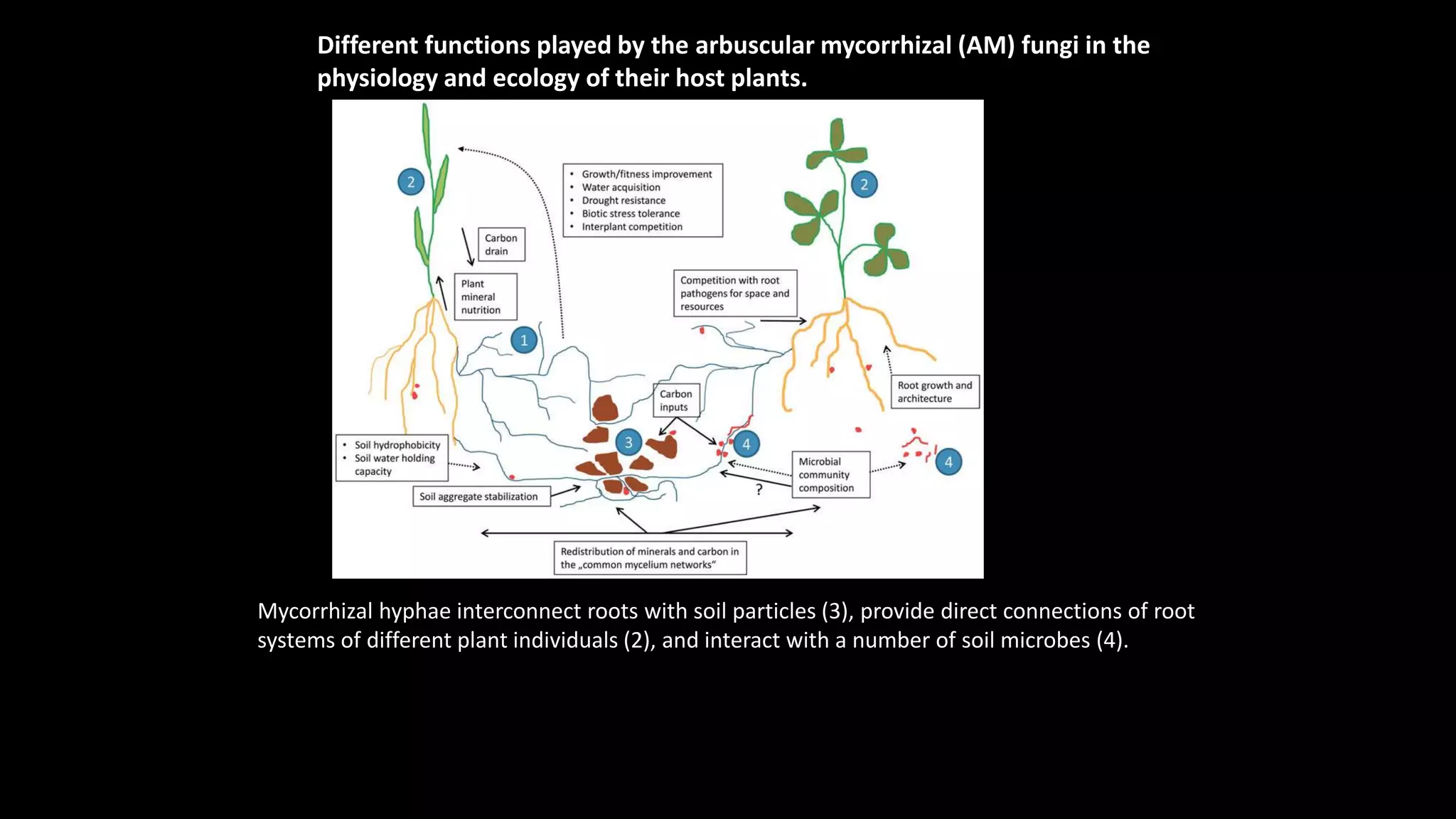 Mass Production of Arbuscular Mycorrhiza Fungi (AM Fungi) | (VAM Fungi ...