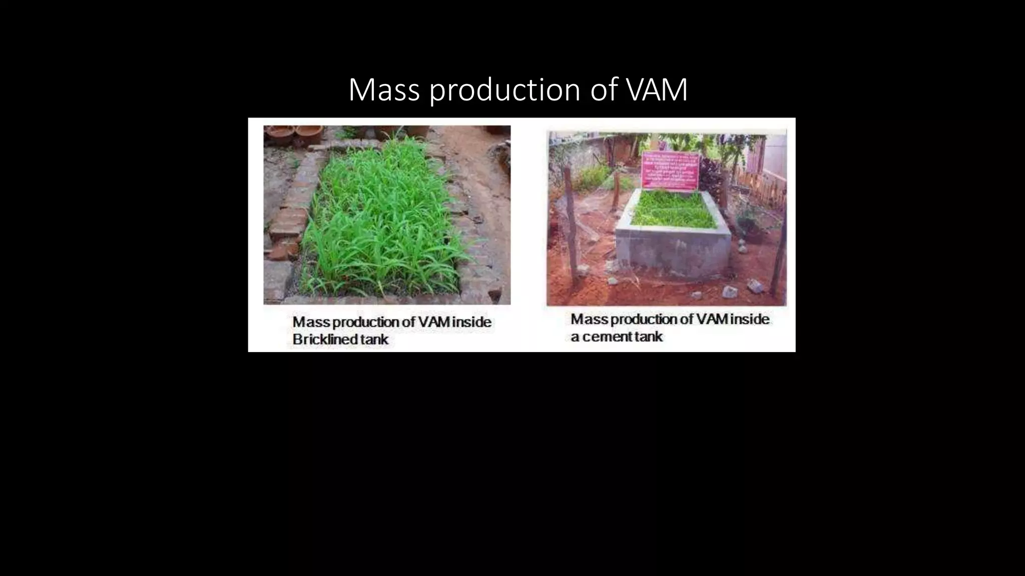 Mass Production of Arbuscular Mycorrhiza Fungi (AM Fungi) | (VAM Fungi ...