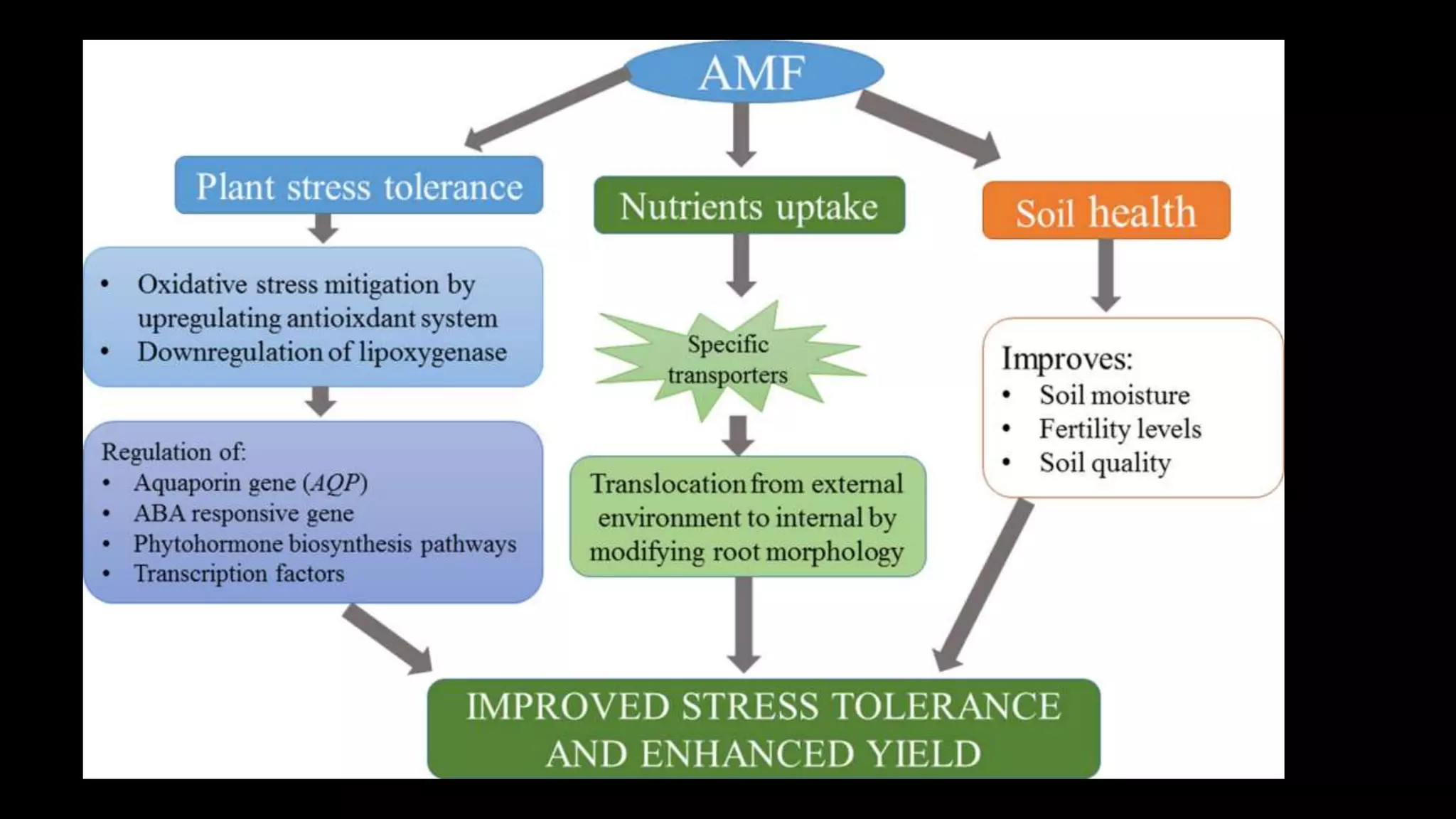Mass Production of Arbuscular Mycorrhiza Fungi (AM Fungi) | (VAM Fungi ...