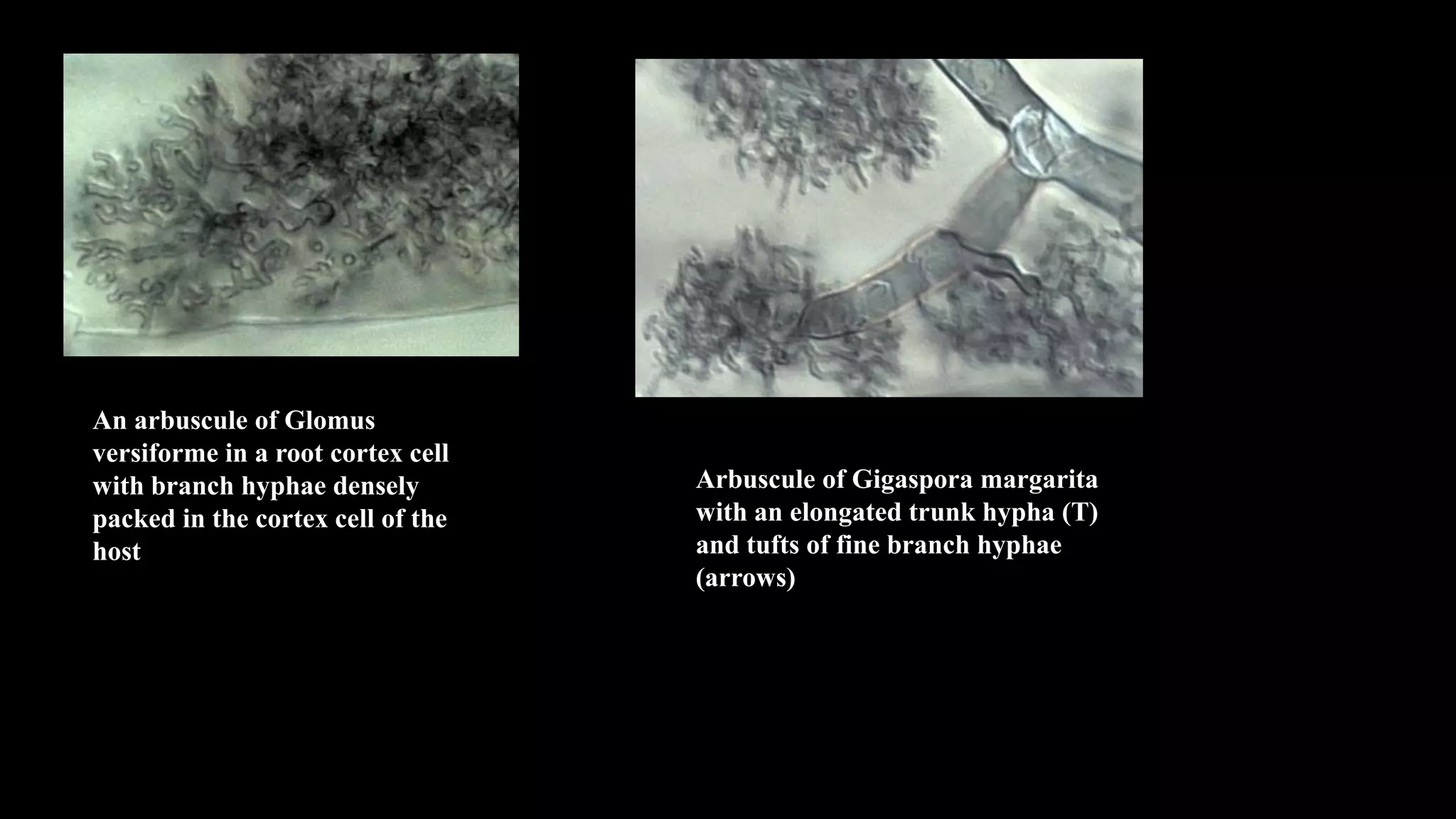 Mass Production of Arbuscular Mycorrhiza Fungi (AM Fungi) | (VAM Fungi ...