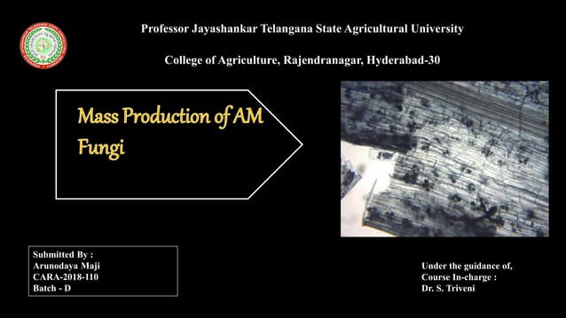 Mass Production of Arbuscular Mycorrhiza Fungi (AM Fungi) | (VAM Fungi ...