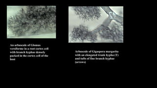 Mass Production of Arbuscular Mycorrhiza Fungi (AM Fungi) | (VAM Fungi ...