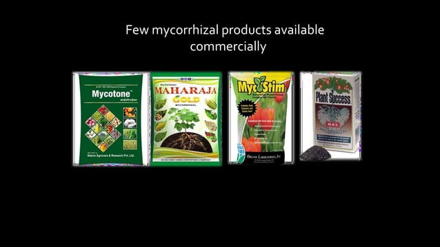 Mass Production of Arbuscular Mycorrhiza Fungi (AM Fungi) | (VAM Fungi ...