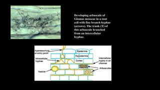 Mass Production of Arbuscular Mycorrhiza Fungi (AM Fungi) | (VAM Fungi ...