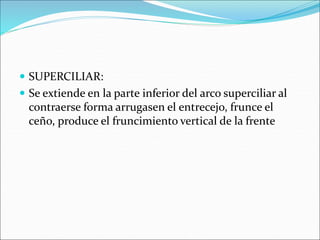 CARA puntos anatomicos, funciones de diferentes estructuras y quienes ...