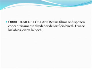 CARA puntos anatomicos, funciones de diferentes estructuras y quienes ...